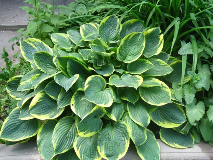 How To Grow Hostas | Horticulture Magazine