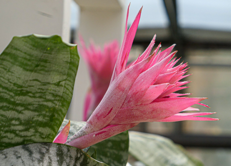 12 Interesting Bromeliad Varieties That Are Award Of Garden Merit (AGM ...