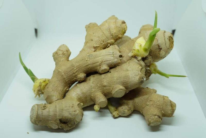 How To Grow Ginger Under Cover In A Greenhouse, Polytunnel, Or Inside ...