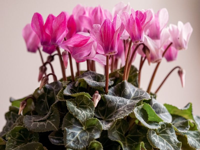Cyclamen Society Advises On Some Common Difficulties And Ways To Fix ...