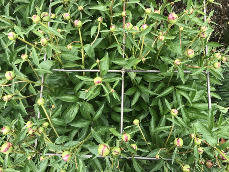 You Should Plant Bare Root Peonies In Late Autumn Say Experts - Here ...