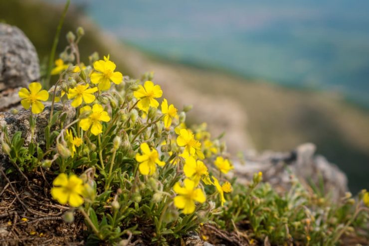 Growing Helianthemum 'Rock Rose' In Floral Designs, Groundcover Or Low ...