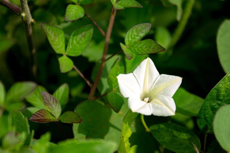 How To Grow Ipomoea Alba 'Moonflower' | Horticulture.co.uk