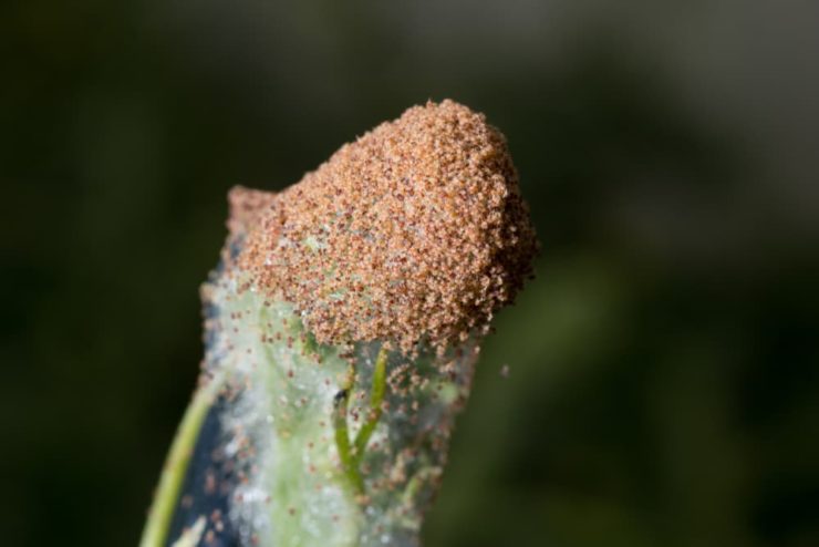 Red Spider Mites Identification And Treatment: 'Prevention Is Easier ...