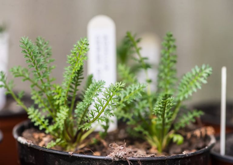 3 Achillea 'Yarrow' Propagation Methods | Horticulture.co.uk