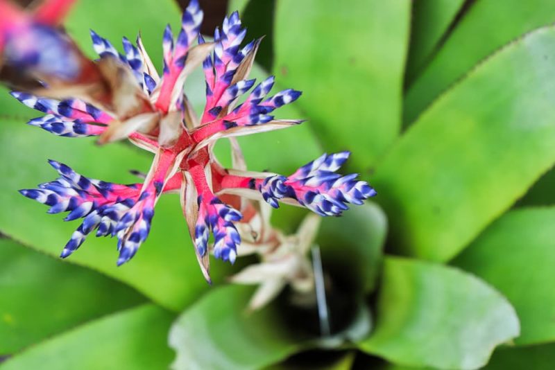 12 Interesting Bromeliad Varieties That Are Award Of Garden Merit (AGM ...
