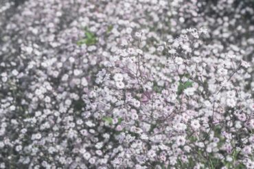 11 Ornate Gypsophila Varieties Including Florist’s Gyp - 'This Genus ...