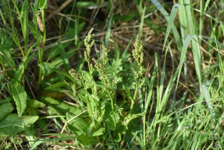 How To Grow & Care For Sorrel | Horticulture.co.uk