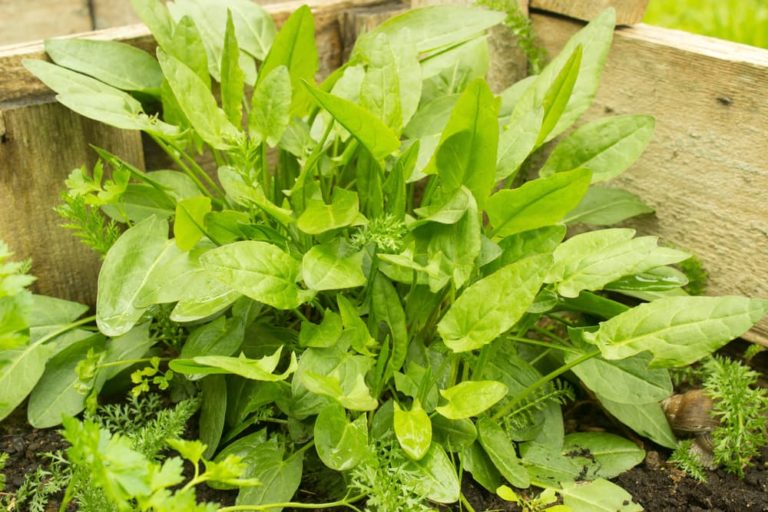 English vs French Sorrel Explained, With 12 Interesting Varieties To ...