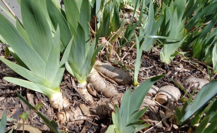 Bearded Iris Plant Care & Growing Tips | Horticulture.co.uk