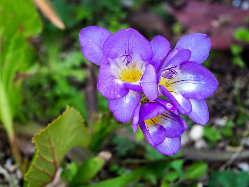 Freesias Are Not Easily Grown - Follow These Guidelines To Improve Your ...