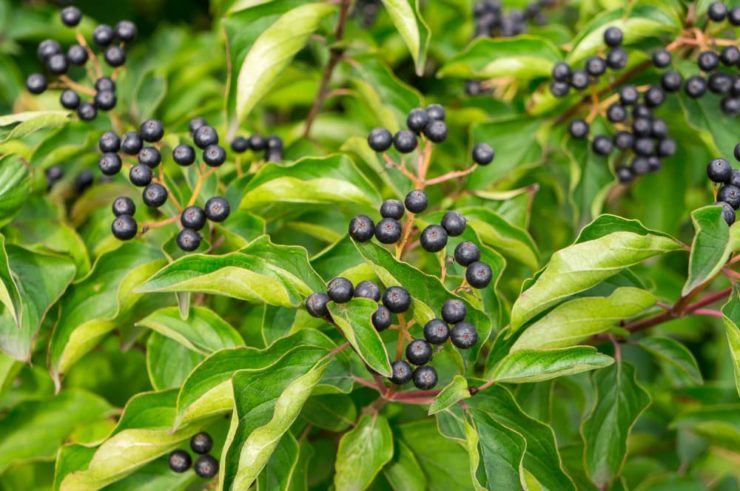8 Trusty Types Of Dogwood, Including Garden Writer Nic Wilson's ...