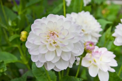 11 White Dahlia Varieties | Horticulture Magazine