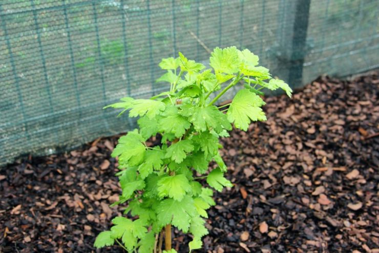Horticulturists Recommend 12 Gooseberry Varieties With Culinary And ...