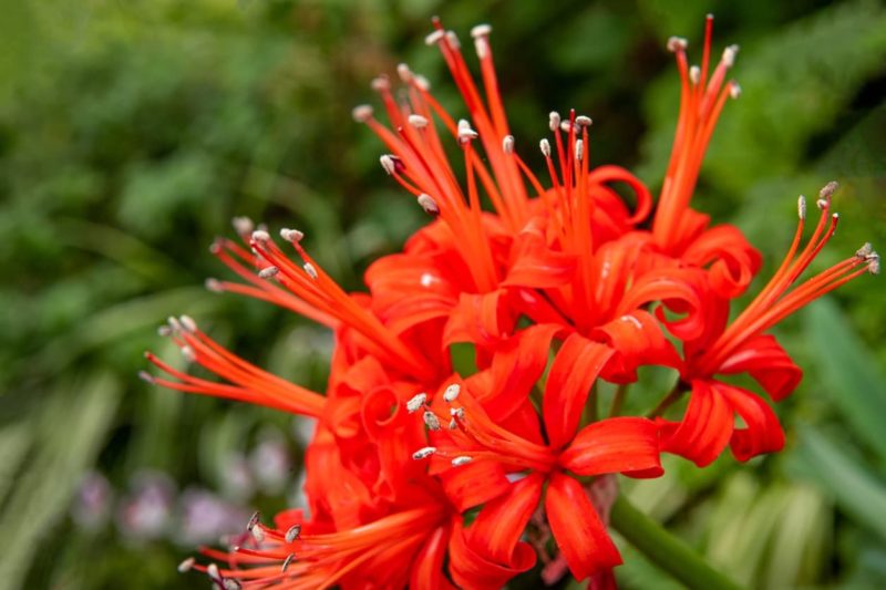 How Experts Grow Guernsey Lilies With Tips From Two Respected Nerine ...