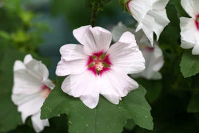 Achieve A Charming Cottage Garden Aesthetic With These 14 Tree Mallows ...