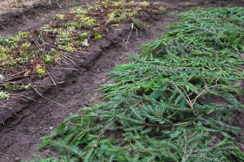 Expert Growers Share The Secrets To Raised Bed Planting: Build These ...