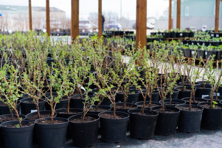 How To Get Abundant Yields From Gooseberry Shrubs Grown In Pots (With ...