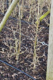 Prune Gooseberry Bushes Like This To Produce A Much Bigger Crop Overall ...