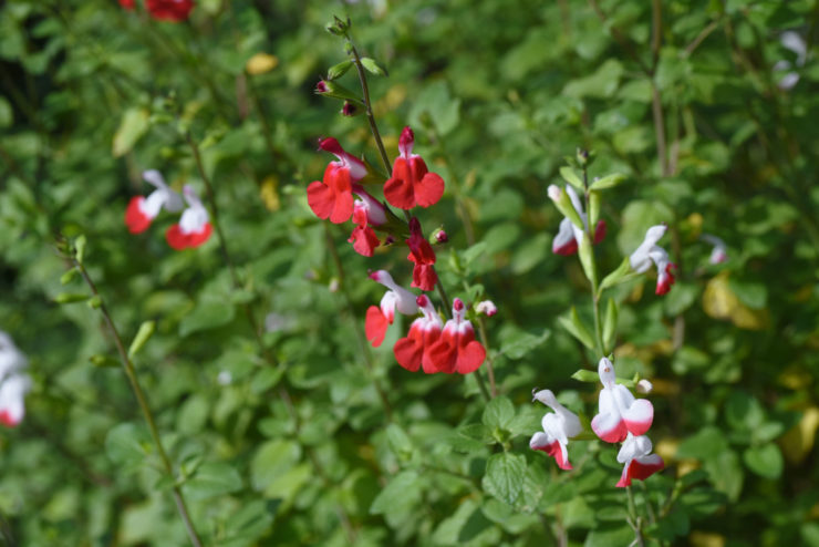 Salvia ‘Hot Lips’: Here's Where Experts Say To Plant Yours For Optimal ...