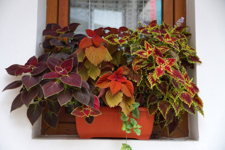 Growing Coleus 'Painted Nettles' For Jungle-Style Planting From An ...