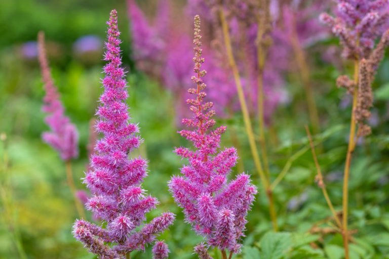 10 Perfect Astilbe Varieties For The Garden | Horticulture.co.uk