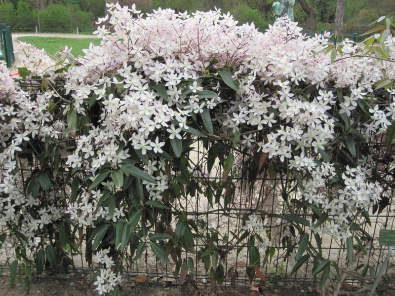 Clematis Armandii Growing Advice With The International Clematis ...