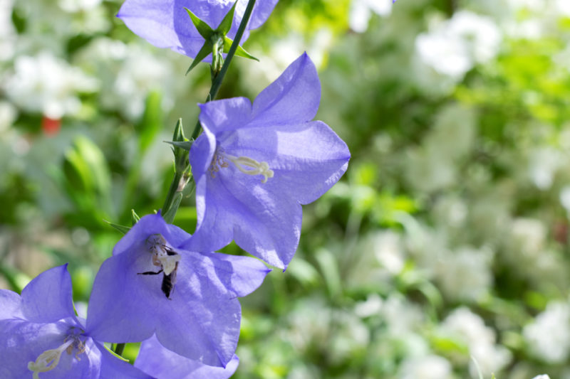 'I Don’t Deadhead Many Plants But Campanula Is One That I Do' - Here's ...