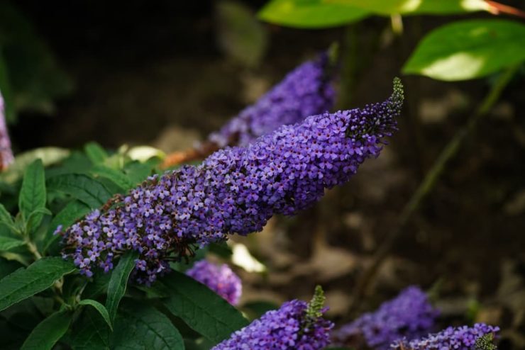 Grow Buddleja For Pollinators, But Beware - It Can Be Invasive ...