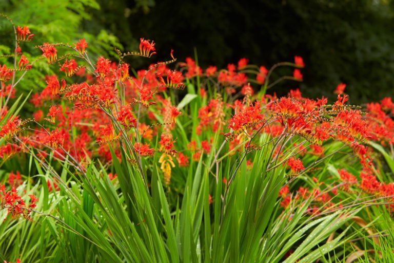 Crocosmia In Pots Will Require More Attention, But They Make Magnificent Displays | Horticulture ...