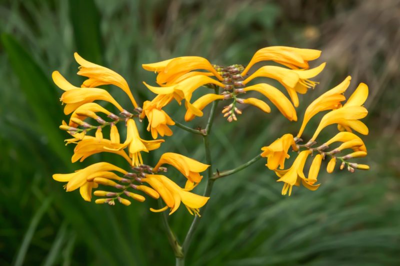 15 Knockout Crocosmia Varieties With Advice From An Experienced Grower ...