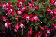 Hardy Fuchsia Societies Share Their Growing Tips For Getting The Most ...