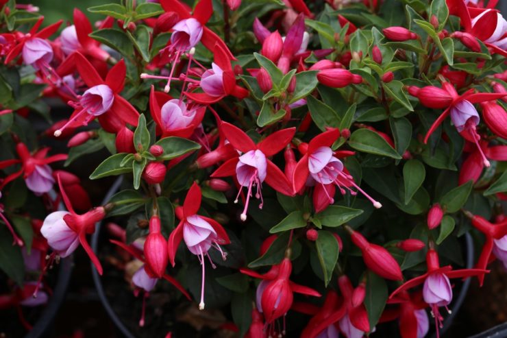 Hardy Fuchsia Societies Share Their Growing Tips For Getting The Most ...