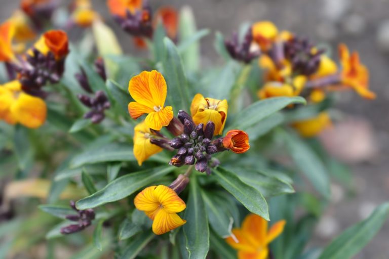 Perennial Erysimum Can Be Propagated Very Easily From Cuttings - Here's ...