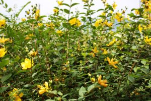 Maintenance Pruning Hypericum For Shape And Rejuvenation With Peter ...