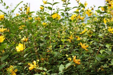 Maintenance Pruning Hypericum For Shape And Rejuvenation With Peter ...