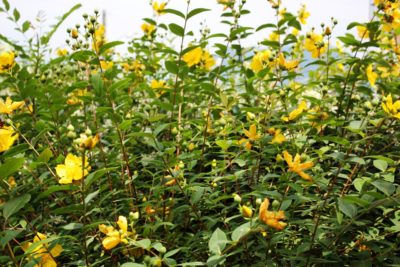 Maintenance Pruning Hypericum For Shape And Rejuvenation With Peter ...