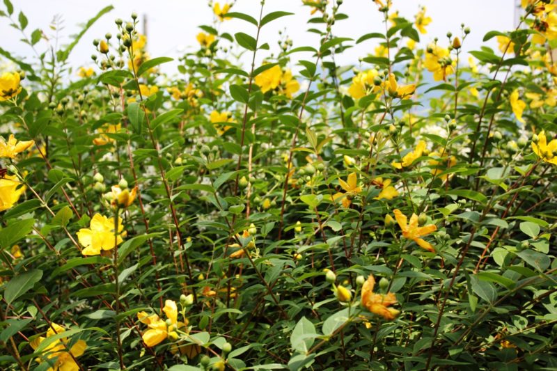 Maintenance Pruning Hypericum For Shape And Rejuvenation With Peter ...