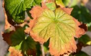Maple Society Chairman On 3 Issues That Are Common With Acer Plants ...
