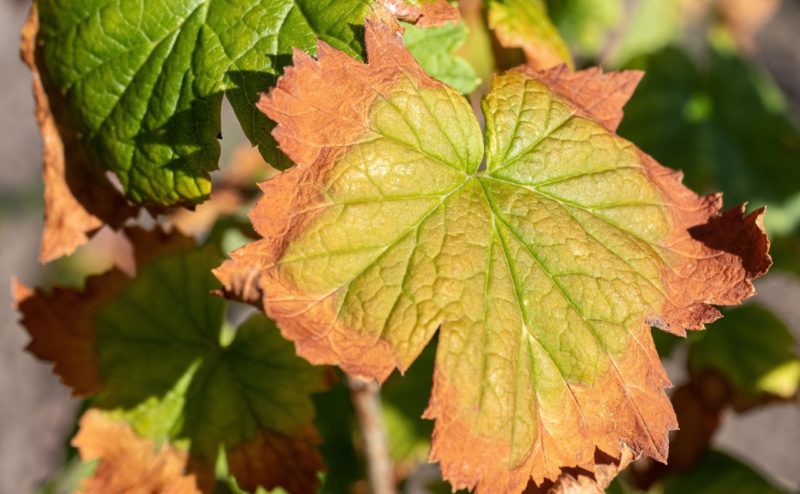 Maple Society Chairman On 3 Issues That Are Common With Acer Plants ...