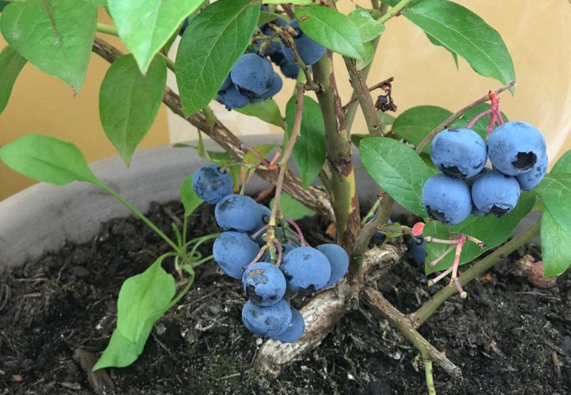 Grow Blueberries In Pots To Help Create The Perfect pH And Moisture ...
