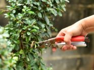 Pruning Berberis Varies By Deciduous And Evergreen Types (But Can Be ...