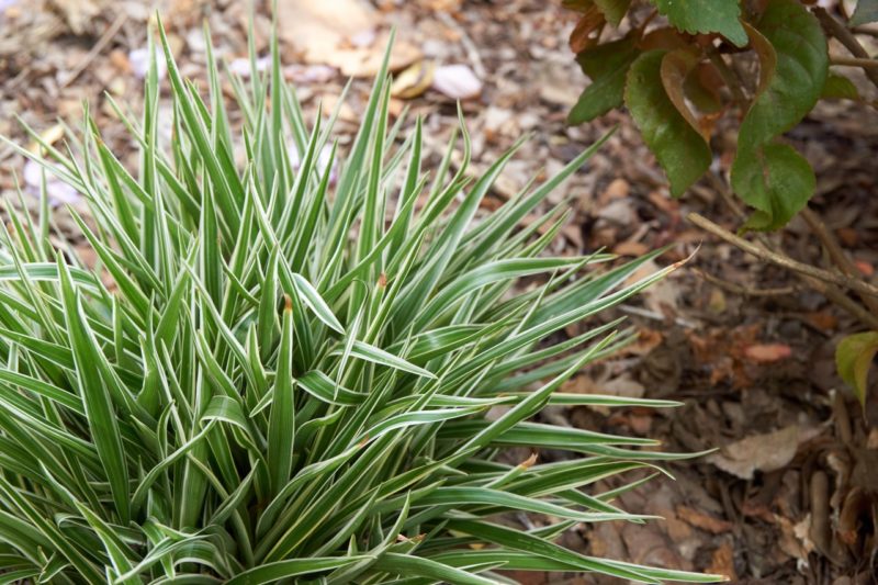 Spider Plants Are Enjoying A Resurgence In Popularity - Here's How To ...