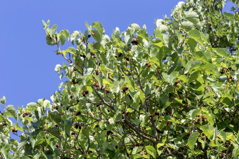 Slow Growing Mulberry Trees Are Well Worth The Effort - Here's How To ...
