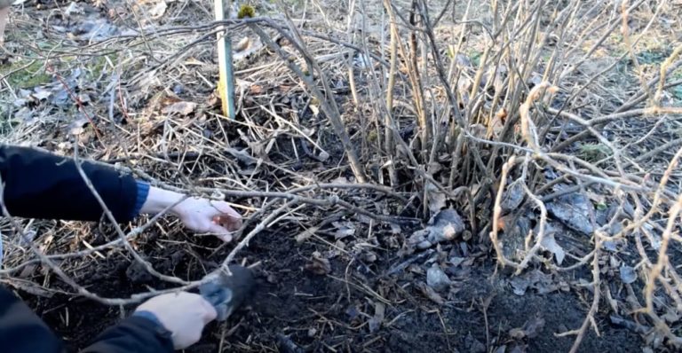 You Can Use Layering Or Hardwood Cuttings To Propagate Gooseberry ...