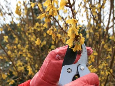 Prune Forsythia In Spring Say Gardeners, Immediately After They've ...