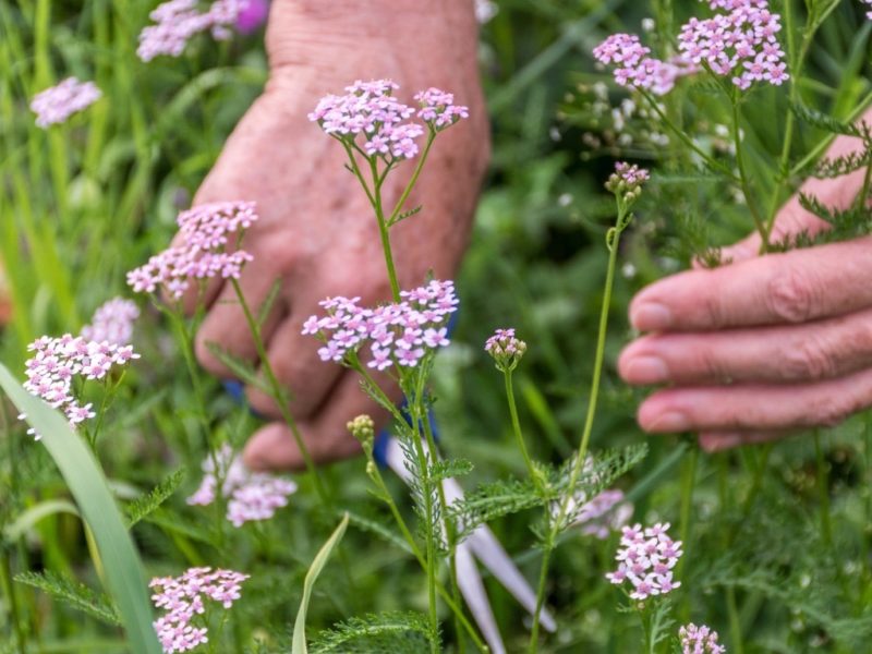 Yarrow Is Fairly Low-Maintenance, But Cutting Back Before The Growing ...