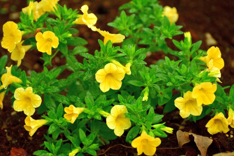 Calibrachoa ‘Million Bells’ - Are They Worth It For One Season Of ...