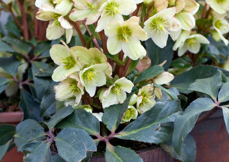 They Do Better In The Ground, But Hellebores Can Also Be Grown In Pots ...