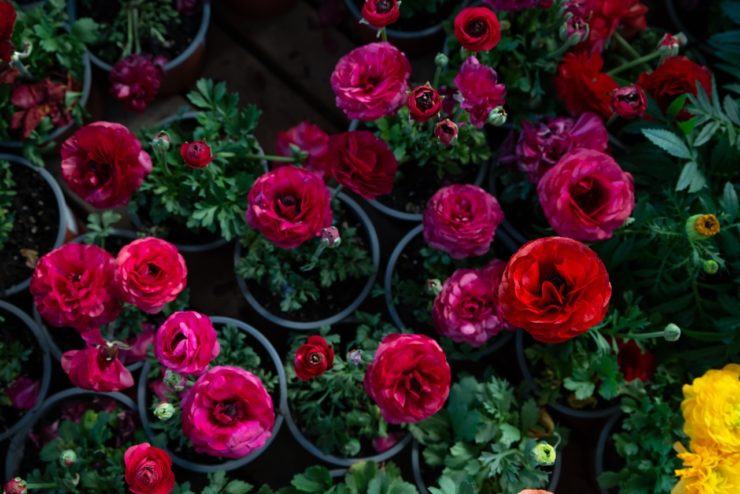 Why Ranunculus Grow Best In Containers: They Love Free Draining ...